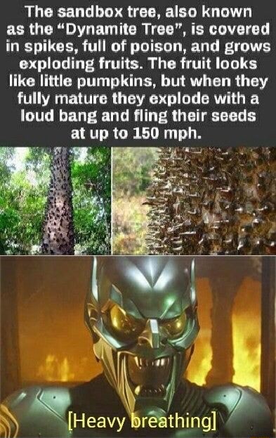 The sandbox tree, also known as the "Dynamite Tree", is covered in ...