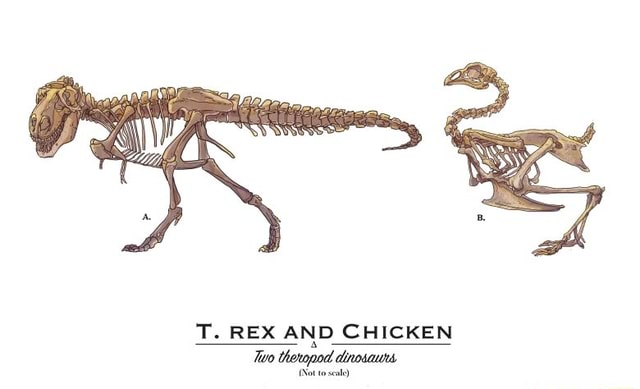 T. REX AND CHICKEN Two theropod dinosaurs (Not to scale) - iFunny
