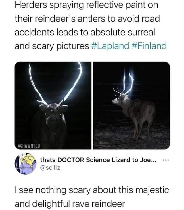 Herders spraying reflective paint on their reindeer's antlers to avoid ...