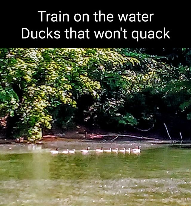 Train on the water Ducks that won't quack - iFunny