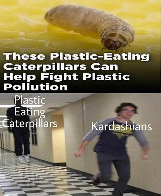 These Plastic-Eating Caterpillars Can Help Fight Plastic Pollution PE ...