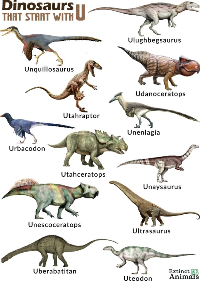 Dinosaurs THAT START WITH Unquillosaurus Ulughbegsaurus Udanoceratops ...
