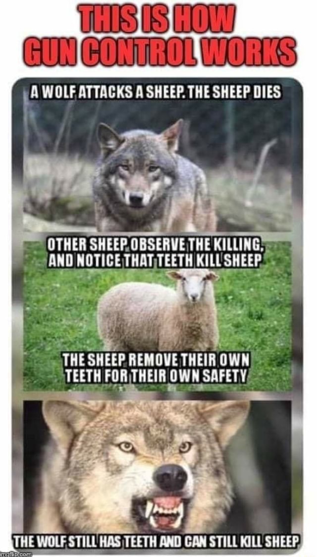 A WOLF ATTACKS A SHEEP. THE SHEEP DIES OTHER SHEEP. OBSERVE THE KILLING ...