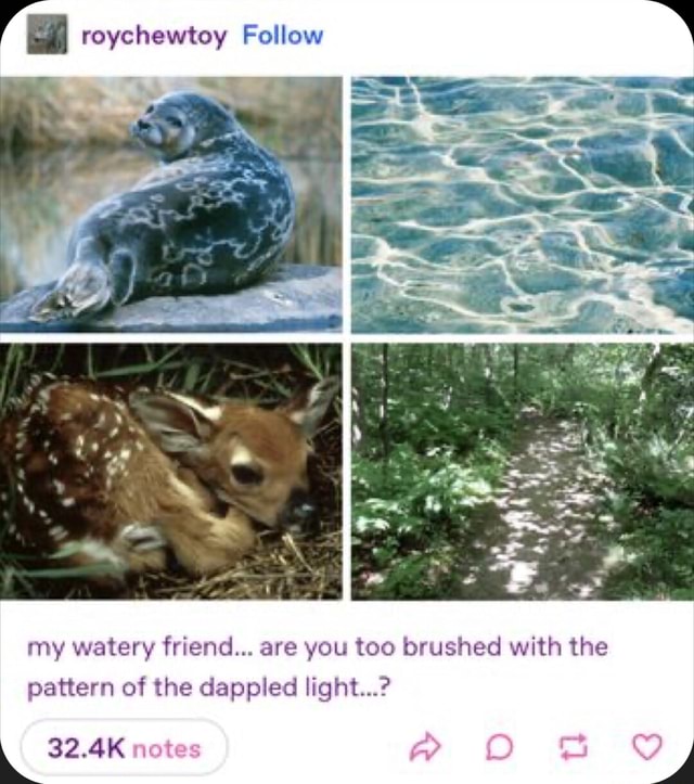 Roychewtoy Follow my watery friend... are you too brushed with the ...