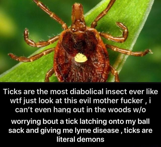 Ticks are the most diabolical insect ever like wtf just look at this ...
