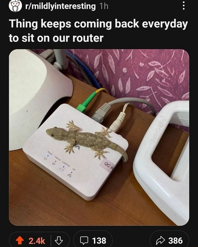 Thing keeps coming back everyday to sit on our router \ IN 2.4k I 138 ...
