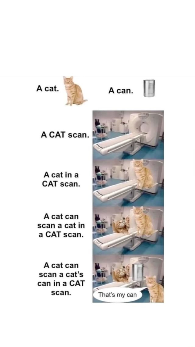 This is a big brain meme @loladmits @punsworld - Cat. CAT scan. Acatina ...