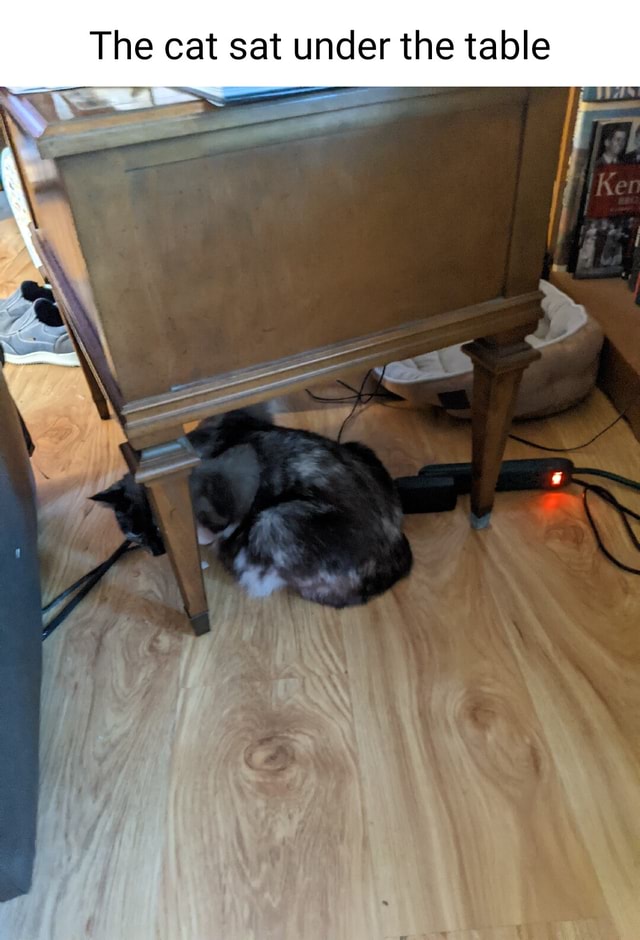 The cat sat under the table - iFunny