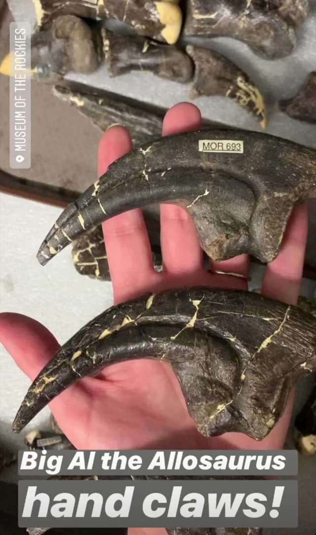 Big Al the Allosaurus hand claws! - iFunny