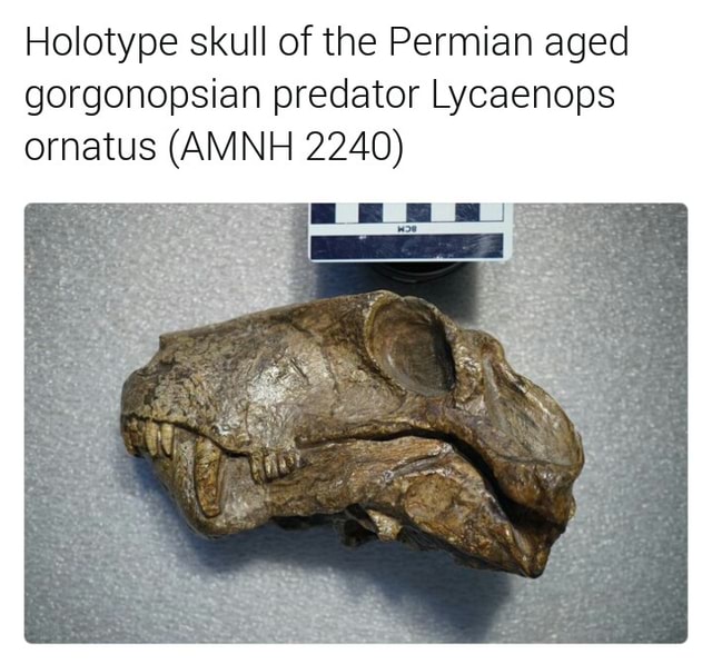 Holotype skull of the Permian aged gorgonopsian predator Lycaenops ...