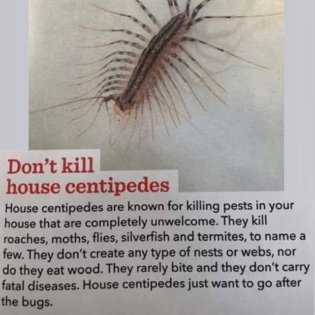 N/A - Don't kill house centipedes House centipedes are known for ...