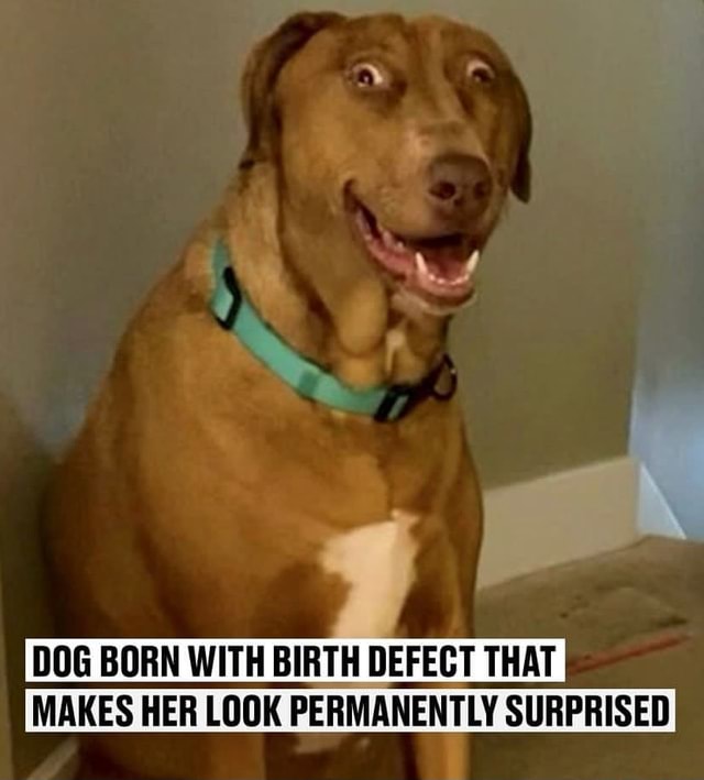 DOG BORN WITH BIRTH DEFECT THAT MAKES HER LOOK PERMANENTLY SURPRISED ...