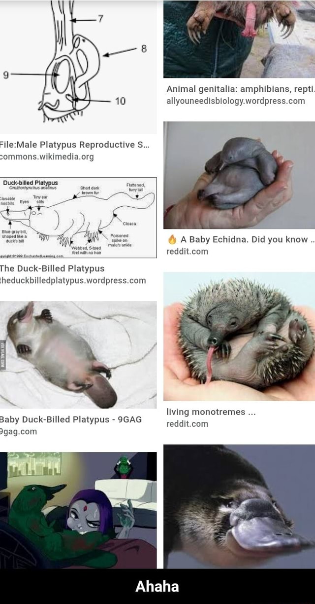 10 Platypus Reproductive S... Duck-biled Platypus The Duck-Billed ...