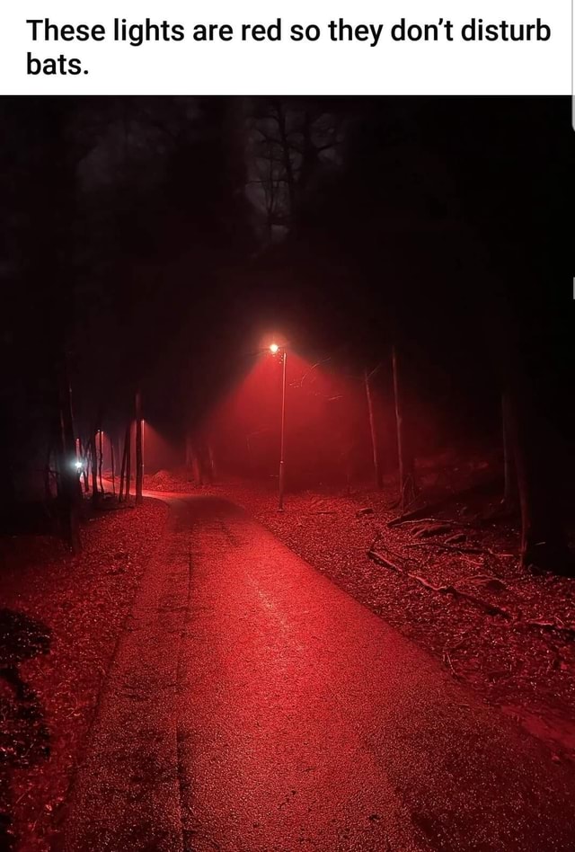 These lights are red so they don't disturb bats. - iFunny