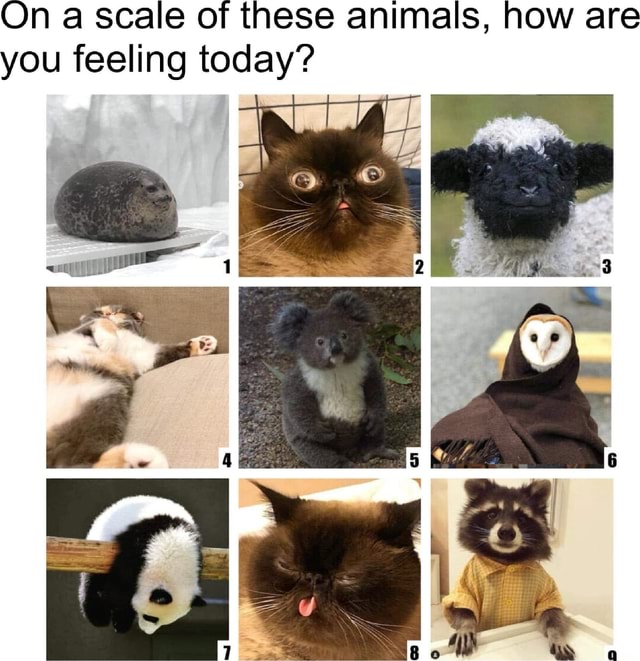 On a scale of these animals, how are you feeling today? al - - iFunny