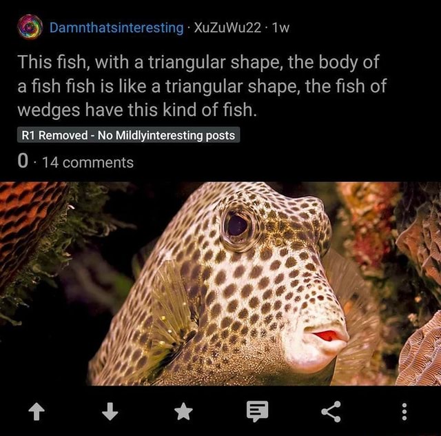 This fish, with a triangular shape, the body of a fish fish is like a ...