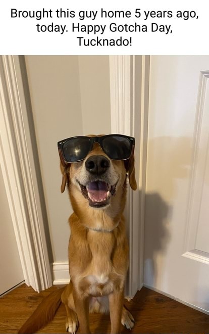 Brought this guy home 5 years ago, today. Happy Gotcha Day, Tucknado ...