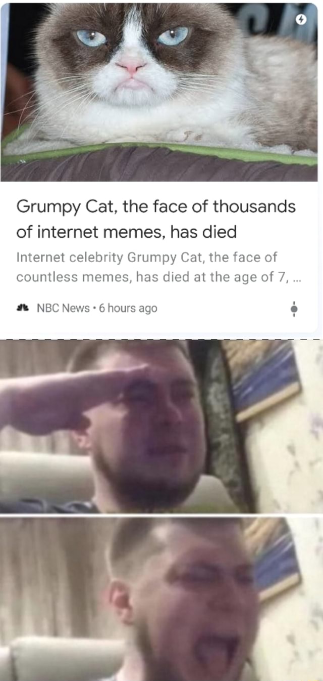 Grumpy Cat, the face of thousands of internet memes, has died Internet ...