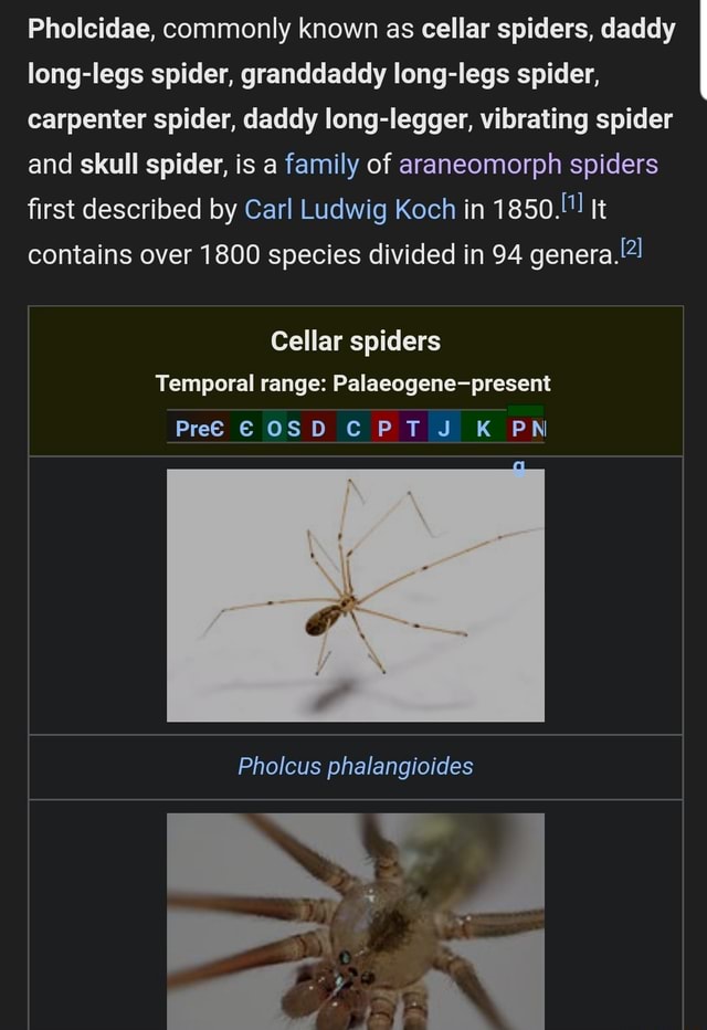 Pholcidae, commonly known as cellar spiders, daddy long-legs spider ...