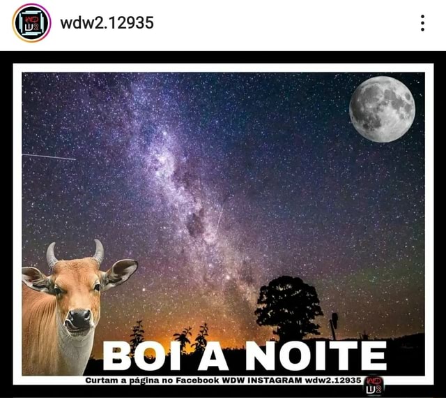 Wdw2.12935 BOI A NOITE - iFunny Brazil Wdw2.12935 BOI A NOITE - iFunny Brazil