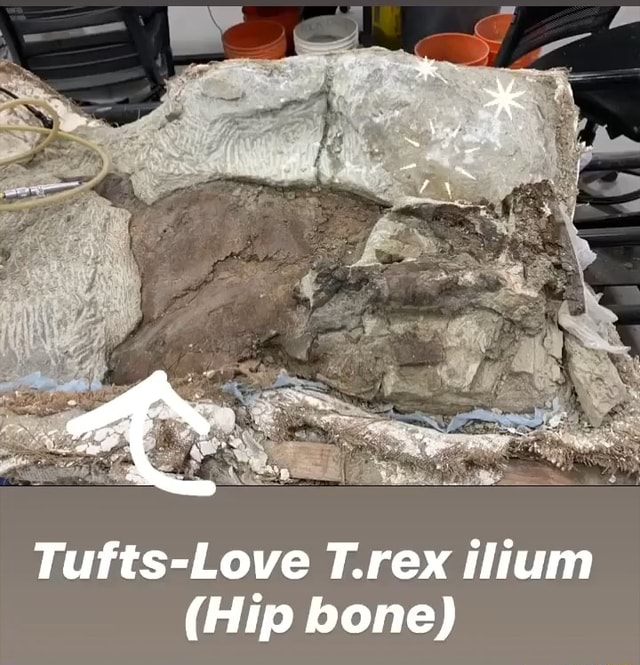Tufts-Love T.rex ilium (Hip bone) - iFunny