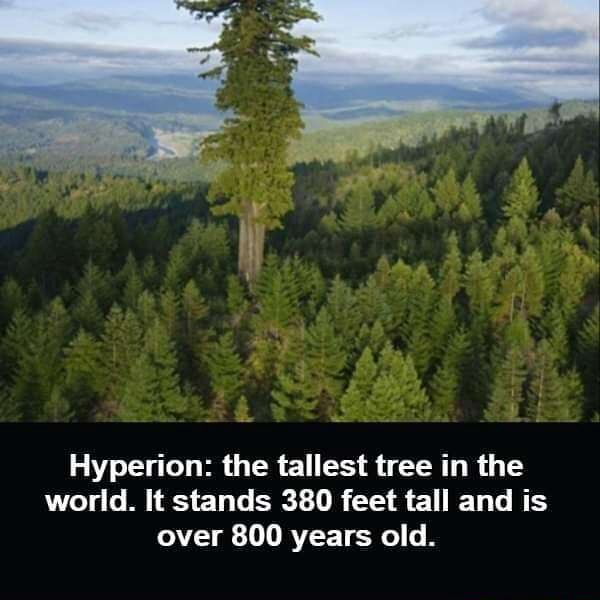 Hyperion: the tallest tree in the world. It stands 380 feet tall and is ...