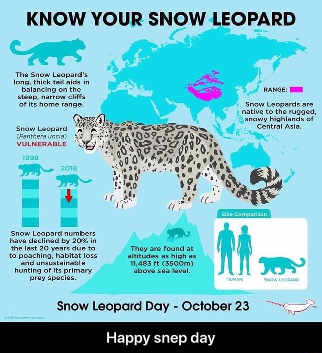 KNOW YOUR SNOW LEOPARD Snow Leopard Numbers Have Decnned By 20 In The know-your-snow-leopard-snow-leopard-numbers-have-decnned-by-20-in-the