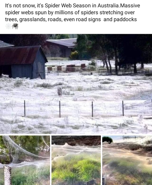It's not snow, it's Spider Web Season in Australia. Massive spider webs ...