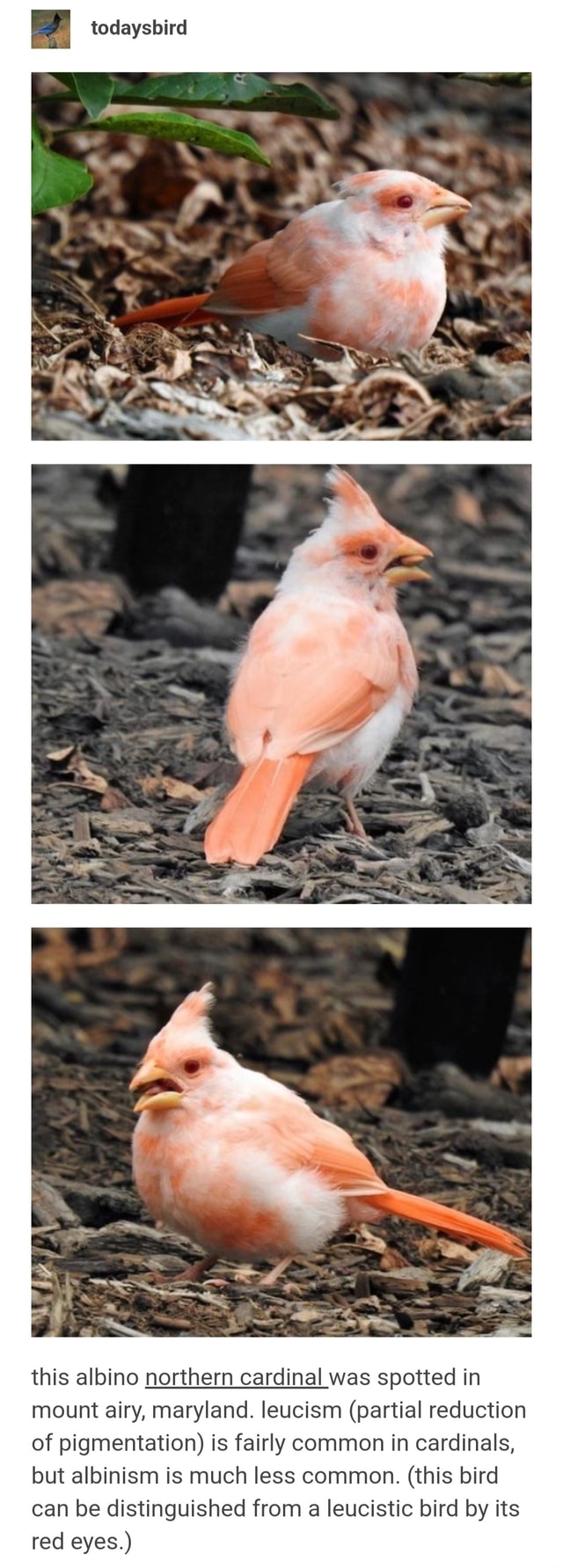 Todaysbirel this albino northern cardinal was spotted in mount airy ...
