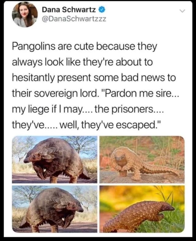 Pangolins are cute because they always look like they're about to ...