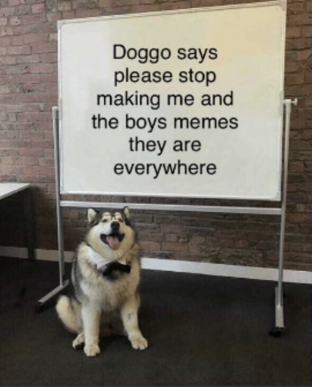 Doggo says please stop making me and the boys memes they are everywhere ...
