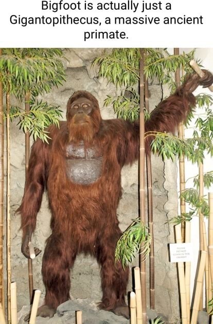 Bigfoot is actually just a Gigantopithecus, a massive ancient primate ...