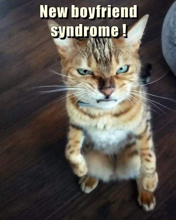 New boyfriend syndrome ! #FunnyCats - New hoyfriend syndrome ! - iFunny
