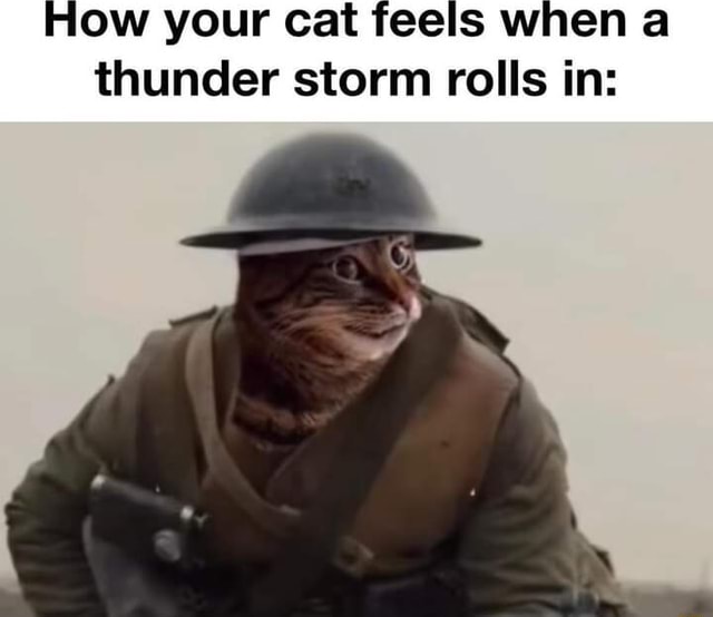 How your cat feels when a thunder storm rolls in: - iFunny