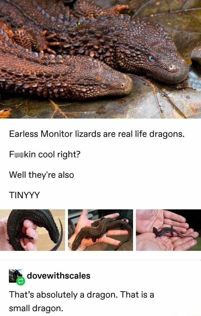 Earless Monitor lizards are real life dragons. Fesskin cool right? Well ...