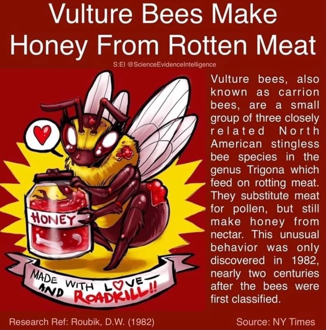 Vulture Bees Make Honey From Rotten Meat SEl ...