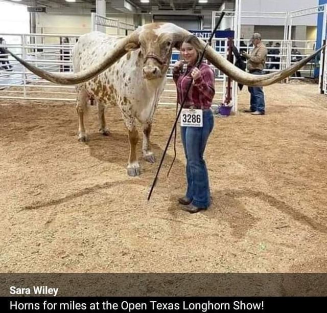 Sara Wiley Horns for miles at the Open Texas Longhorn Show! - America’s ...