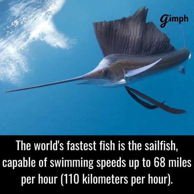 The world's fastest fish is the sailfish, capable of swimming speeds up ...