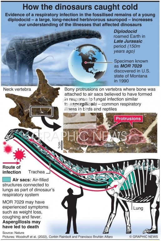How the dinosaurs caught cold Evidence of a respiratory infection in ...