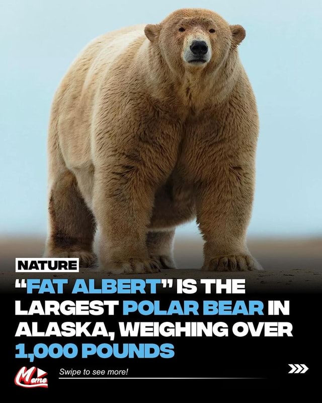 A polar bear in Alaska has been given the nickname ‘Fat Albert’ after ...