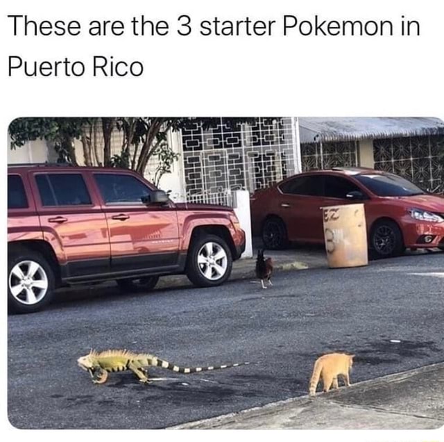 These are the starter Pokemon in Puerto Rico - iFunny