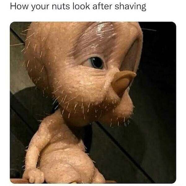 How your nuts look after shaving - iFunny