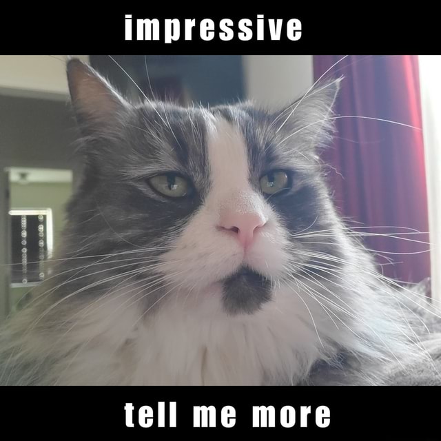 Cat is not impressed - impressive Mare - iFunny