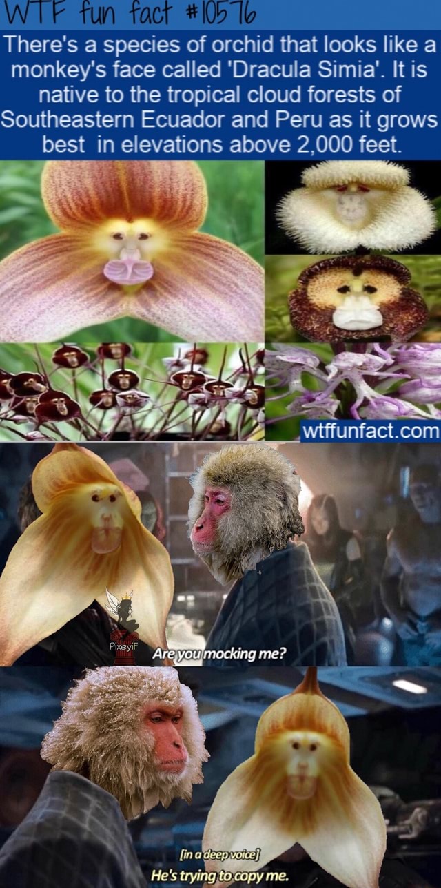 There's species of orchid that looks like a monkey's face called ...