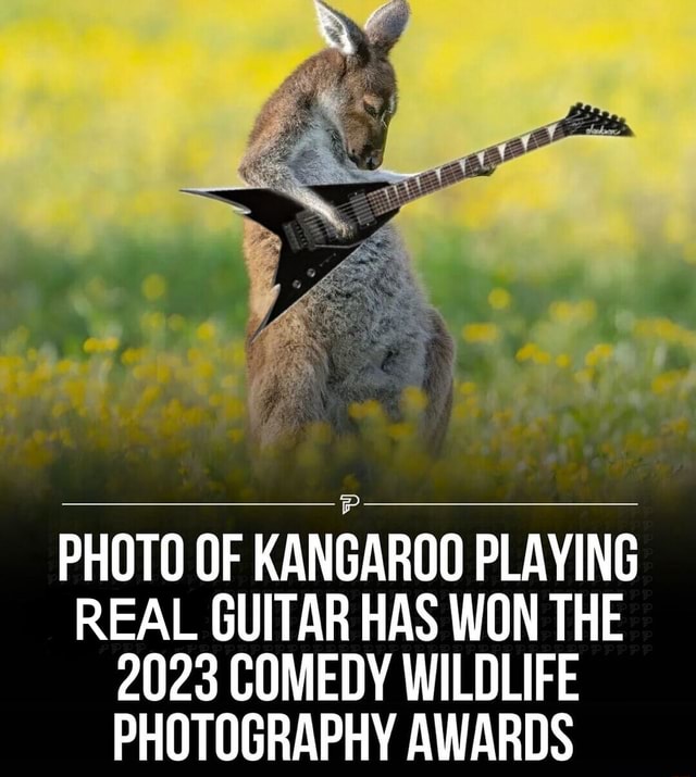PHOTO OF KANGAROO PLAYING REAL GUITAR HAS WON THE 2023 COMEDY WILDLIFE ...