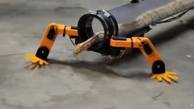 🐍 Snakes lost their legs around 100 million years ago, so YouTuber and ...