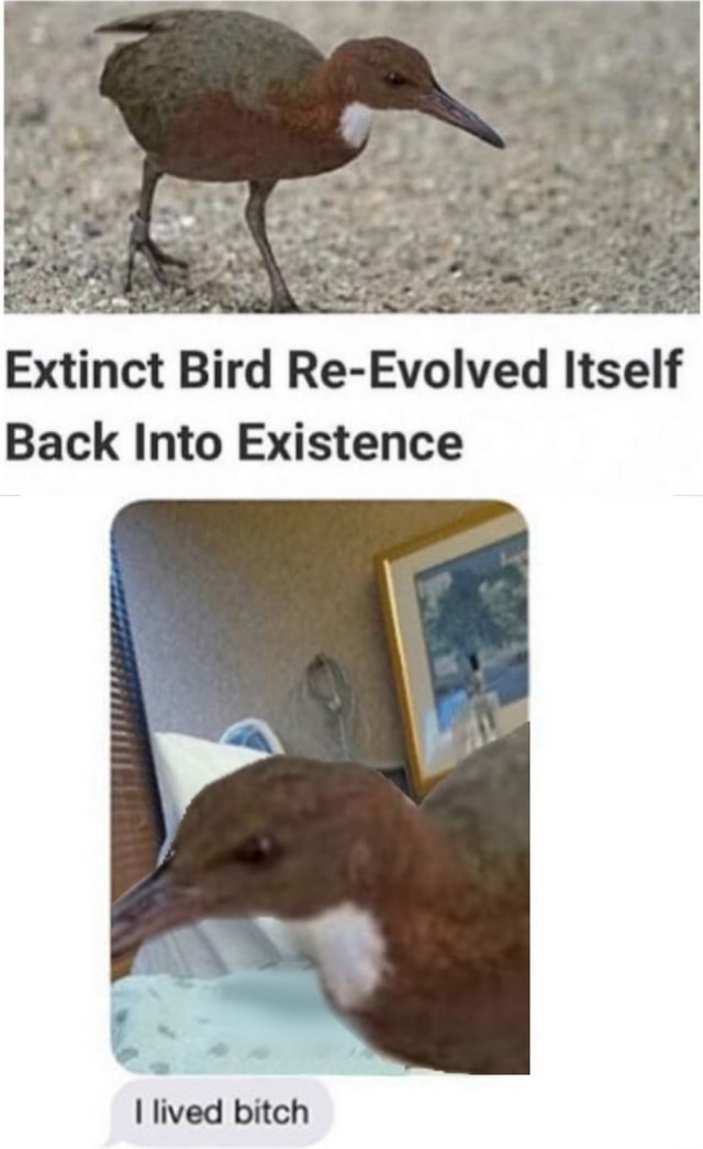 Extinct Bird Re-Evolved Itself Back Into Existence I lived bitch - iFunny