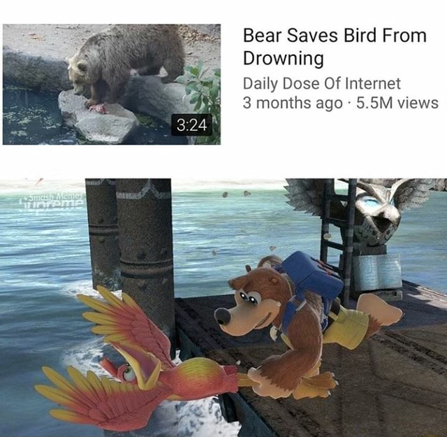 Bear Saves Bird From Drowning Daily Dose Of Internet 3 months ago - 5 ...
