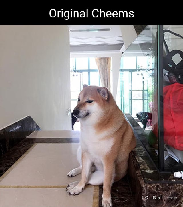 Original Cheems - iFunny