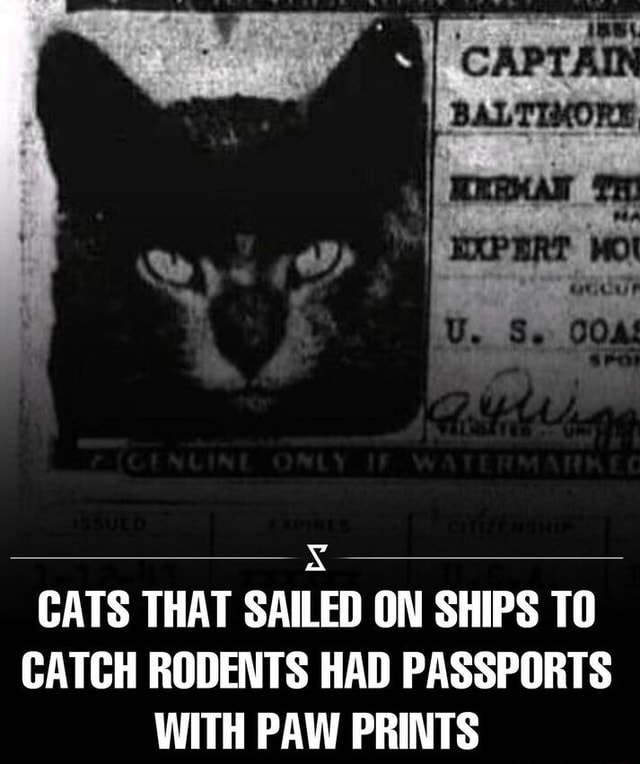 XX CATS THAT SAILED ON SHIPS TO CATCH RODENTS HAD PASSPORTS WITH PAW ...